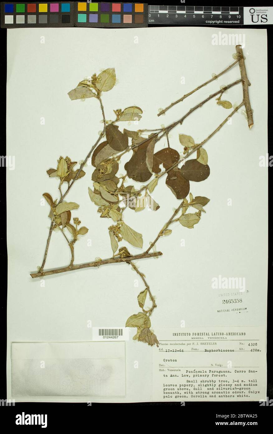 Croton sp hi-res stock photography and images - Alamy