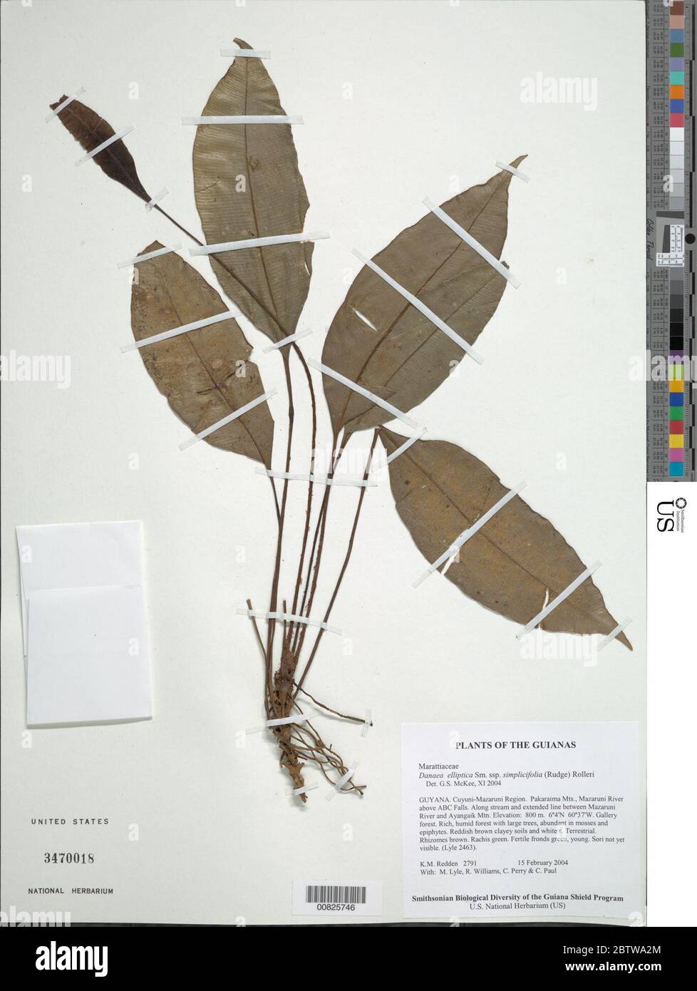 Danaea elliptica subsp simplicifolia Rudge Rolleri Stock Photo - Alamy