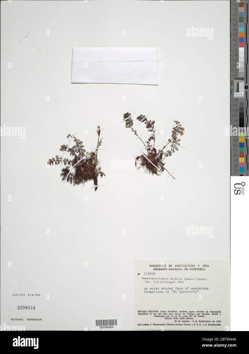 Cyathea sp hi-res stock photography and images - Alamy