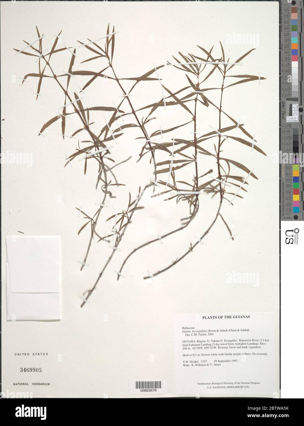 Diodia hyssopifolia Willd ex Roem Schult Cham Schltdl Stock Photo - Alamy