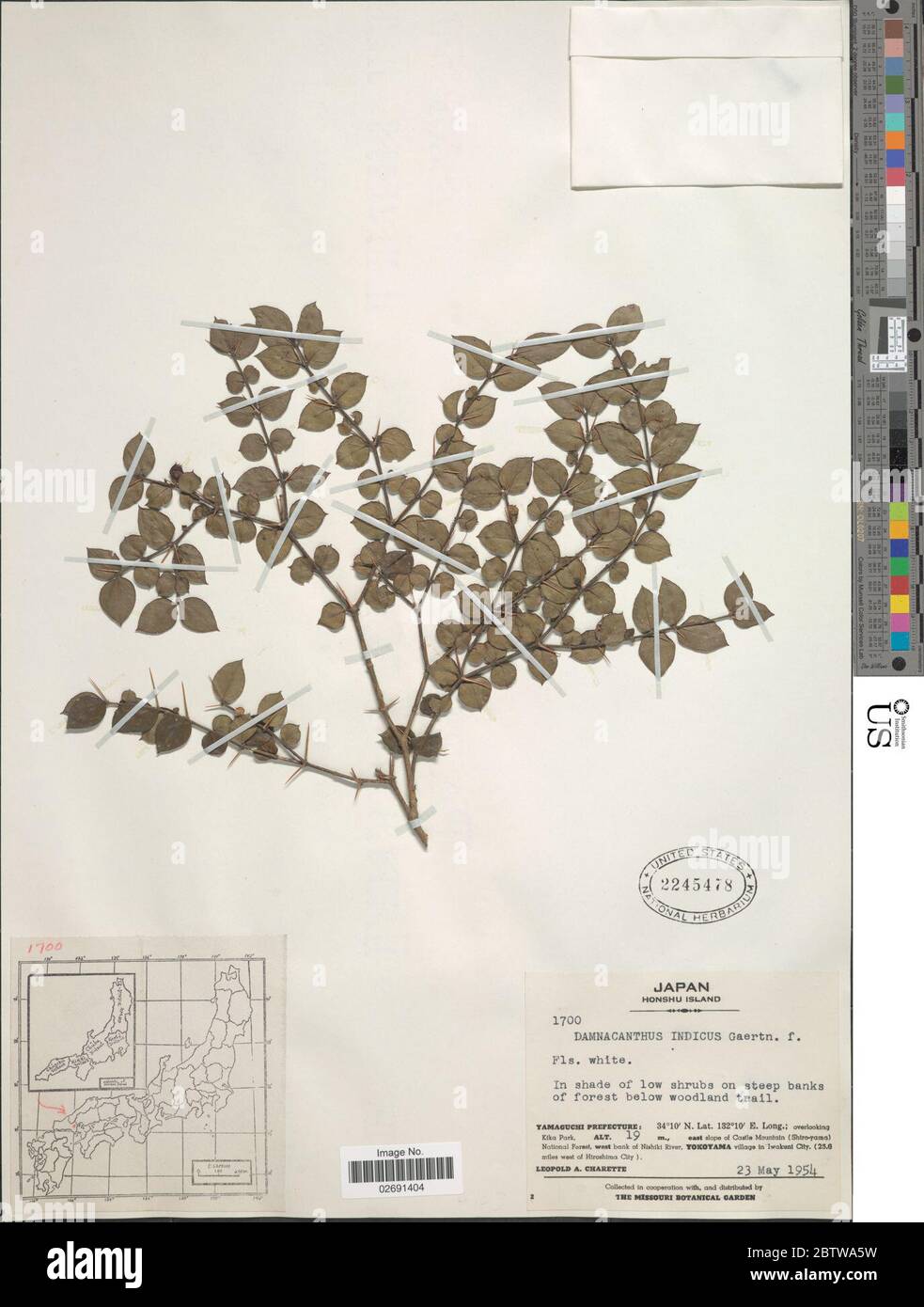 Damnacanthus indicus L f Stock Photo - Alamy