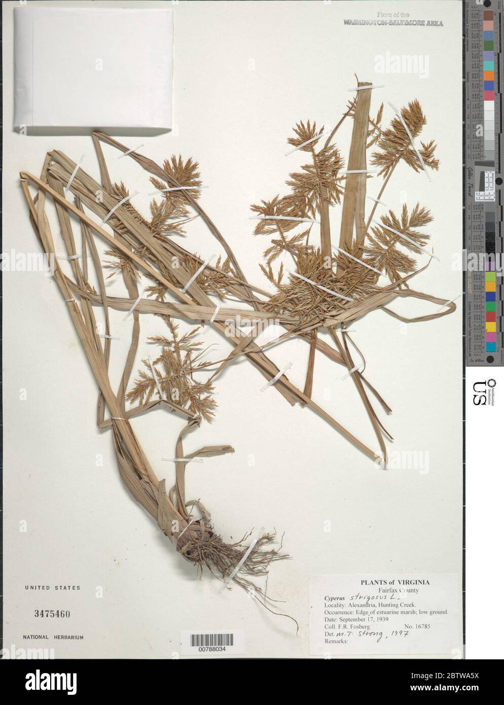 Cyperus strigosus L Stock Photo - Alamy