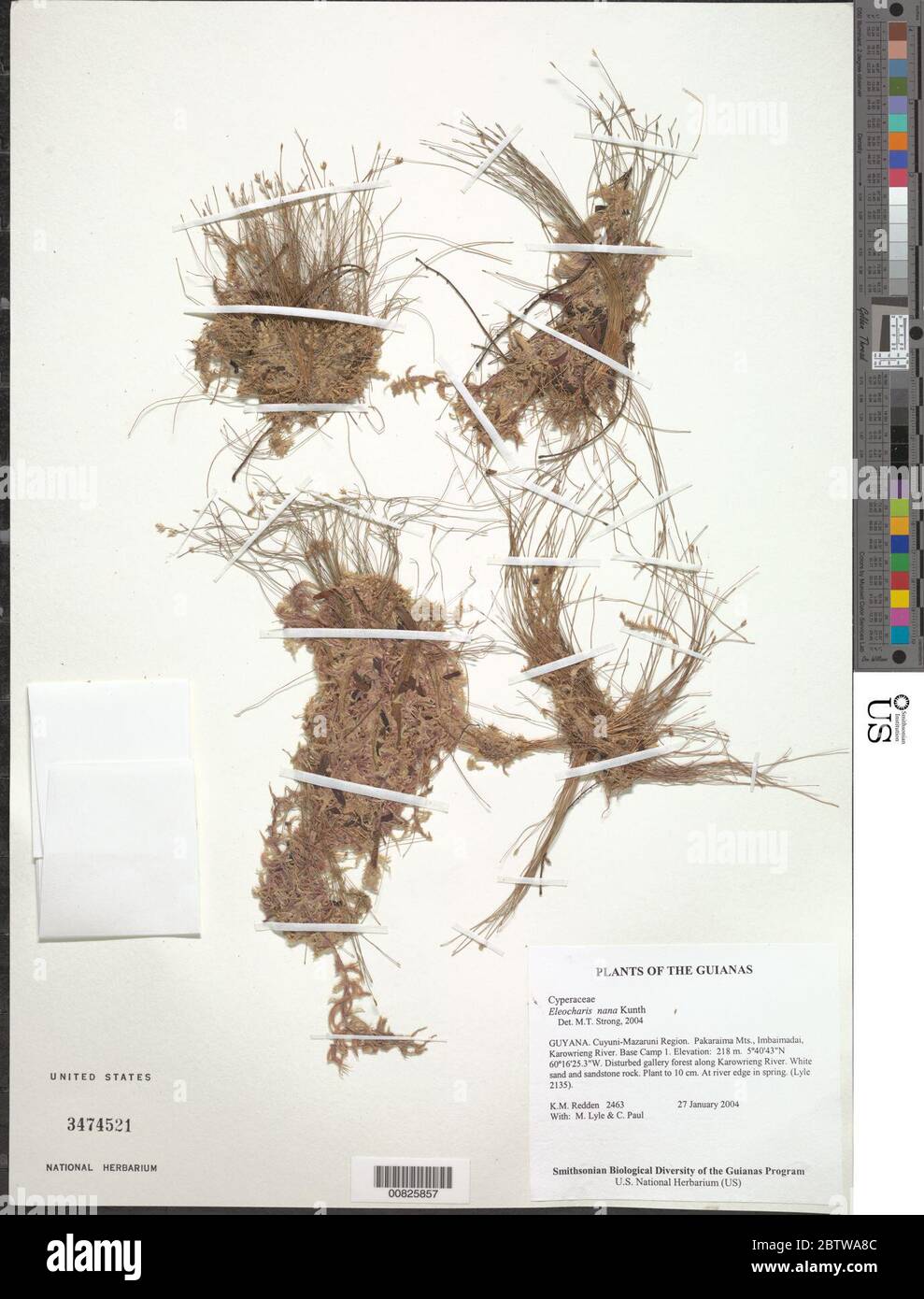 Eleocharis nana hi-res stock photography and images - Alamy