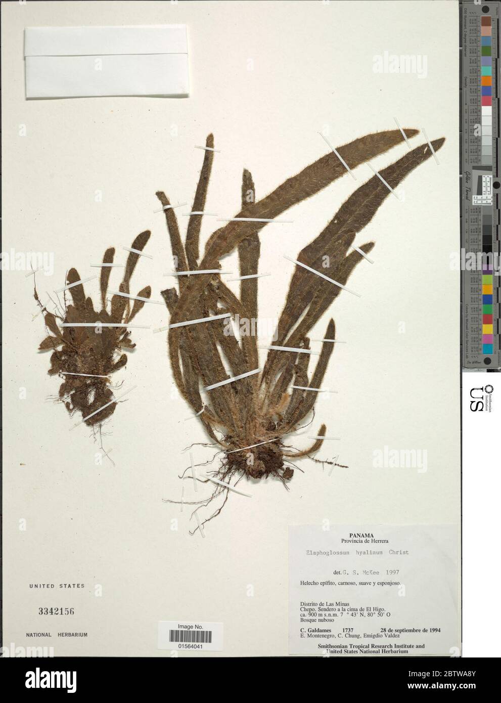 Hyalinum hi-res stock photography and images - Alamy