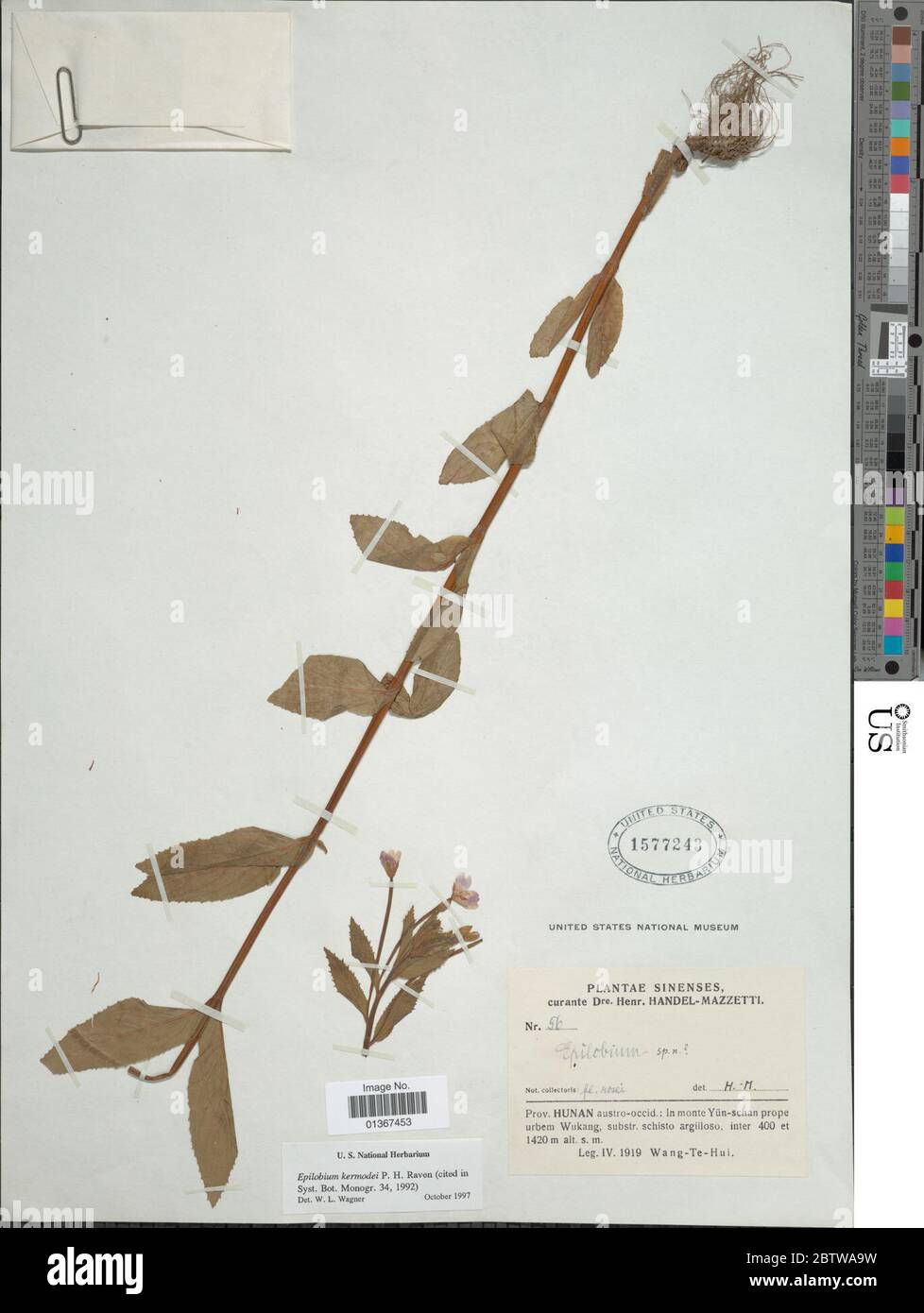 Epilobium specimens epilobium specimens hi-res stock photography and ...