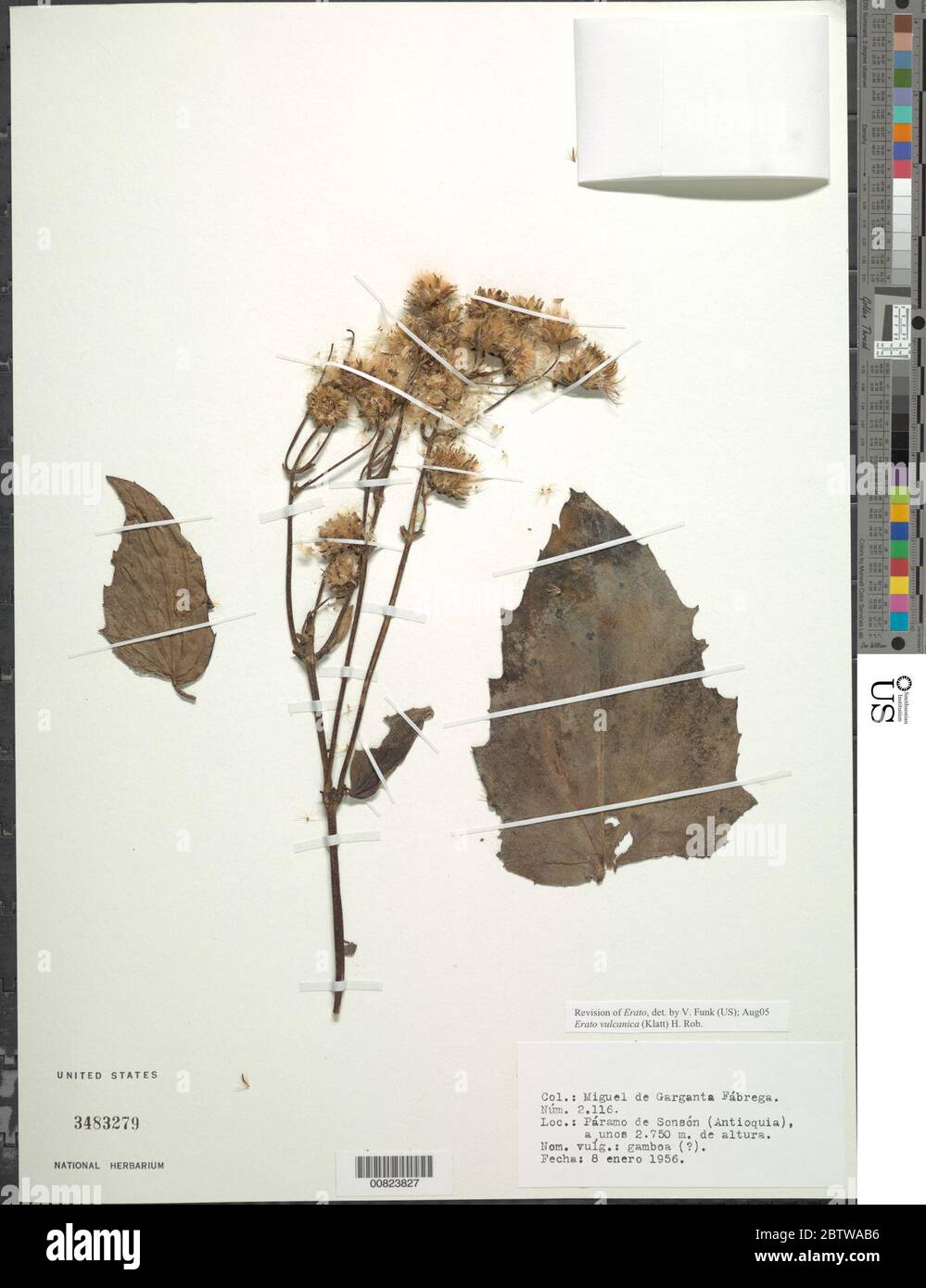 H erato hi-res stock photography and images - Alamy