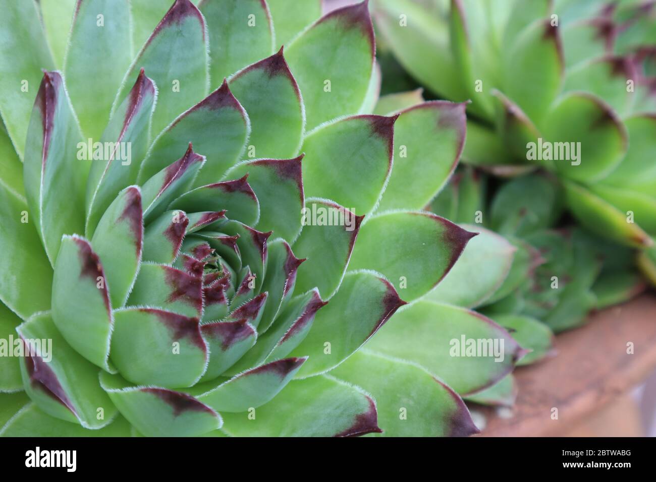 Macro or closeup of a hen and chicks succulent plant, cactus ...