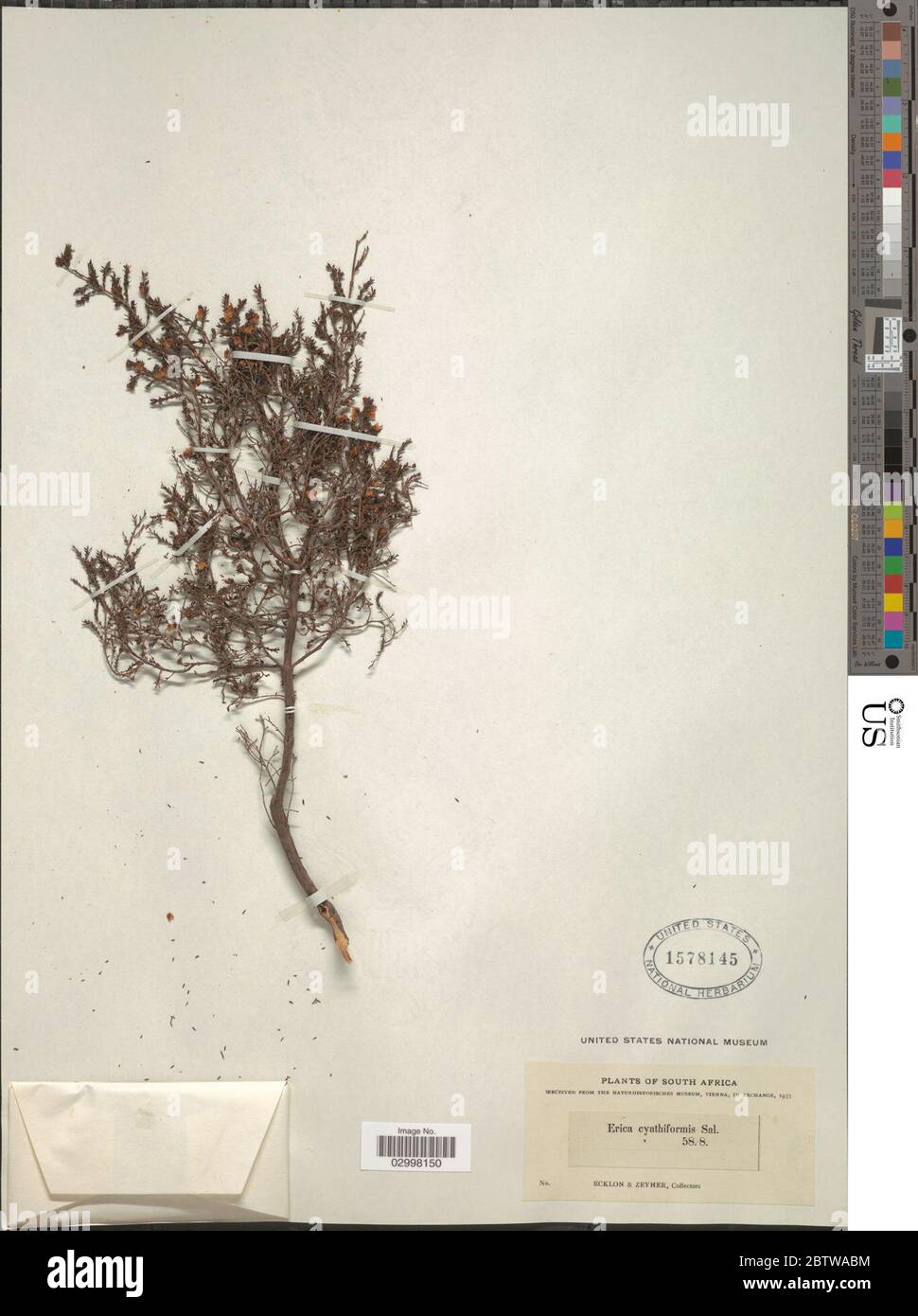 Cyathiformis hi-res stock photography and images - Alamy