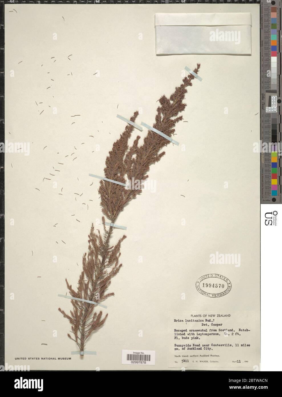 Erica lusitanica Rudolphi Stock Photo - Alamy