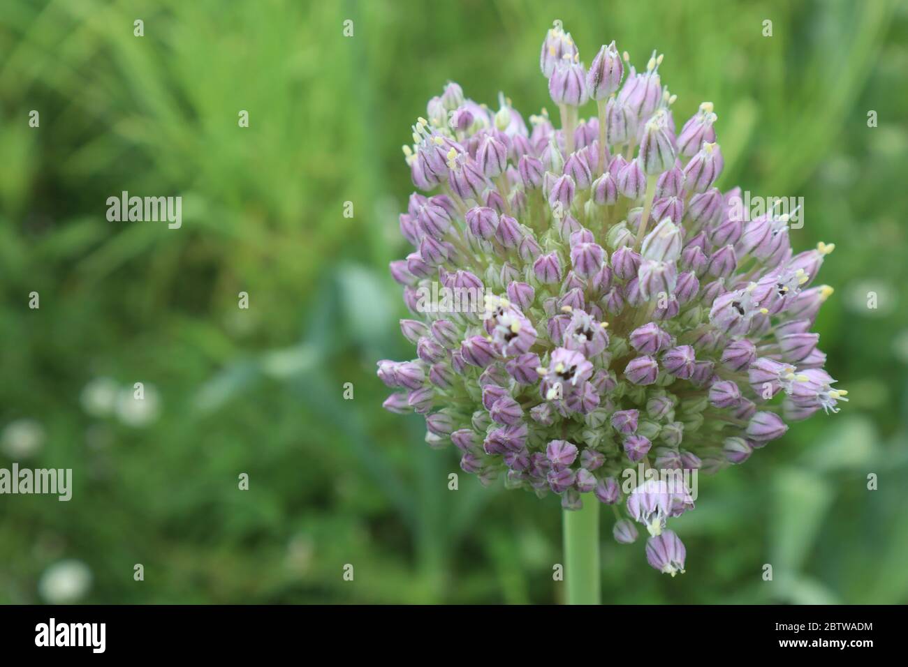Elephant garlic hi-res stock photography and images - Alamy