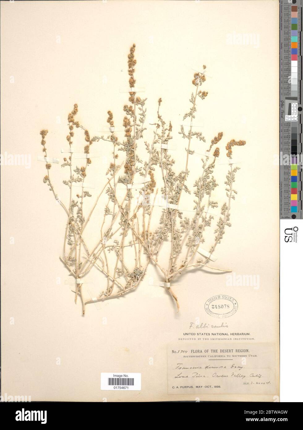 Franseria dumosa A Gray Stock Photo - Alamy