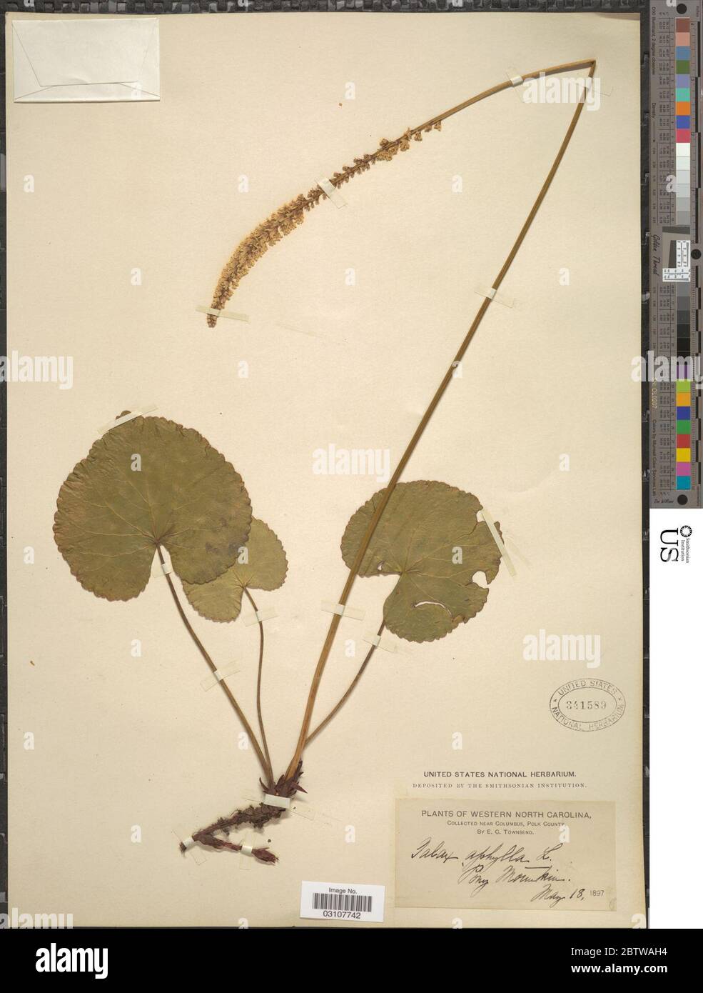 Galax aphylla L Stock Photo - Alamy