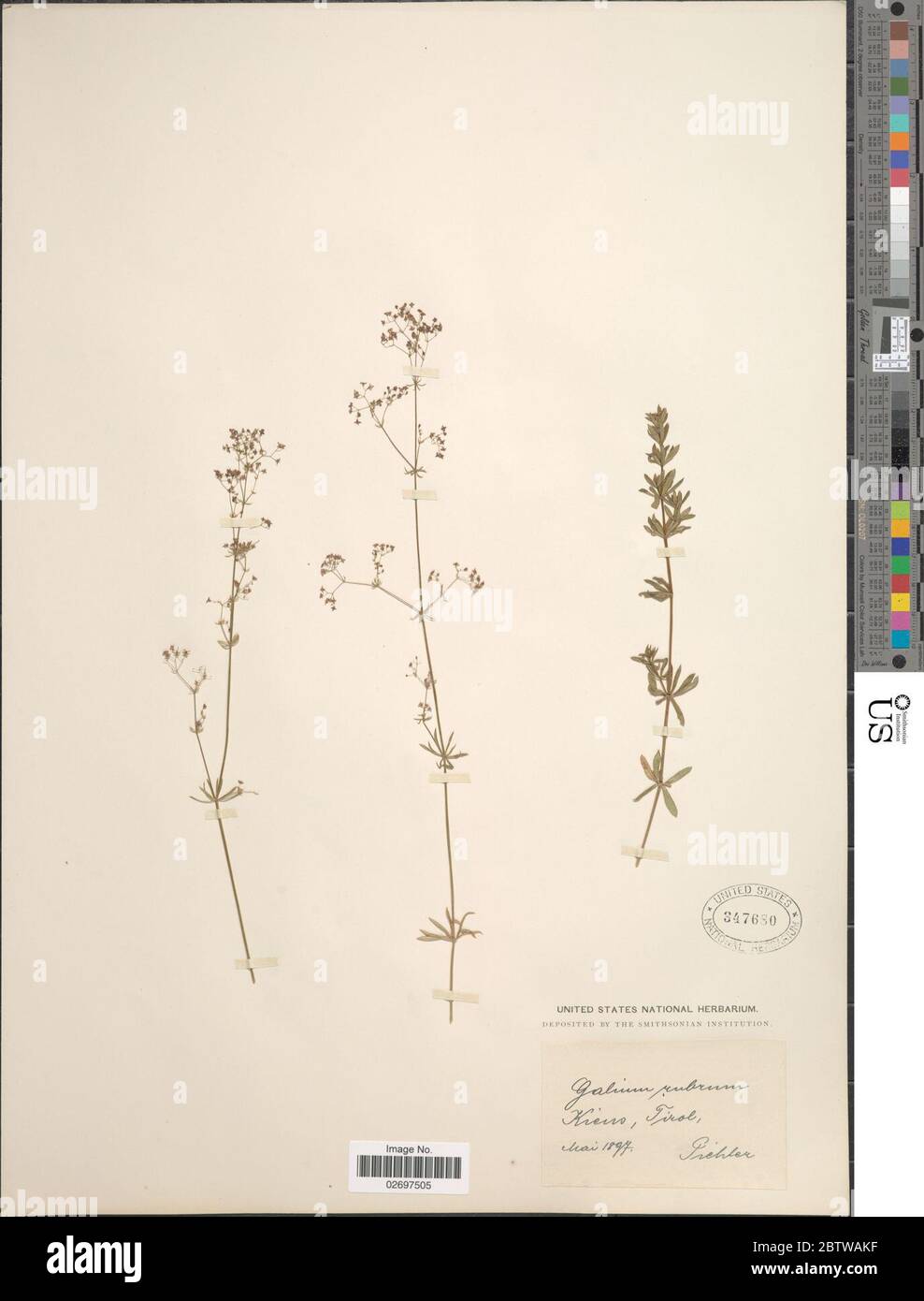 Galium rubrum hi-res stock photography and images - Alamy