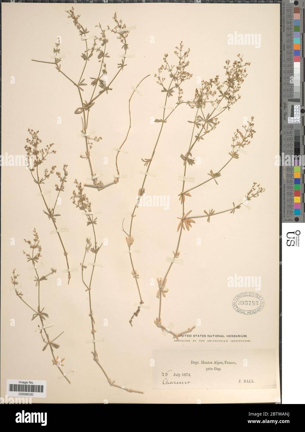 Genus galium hi-res stock photography and images - Alamy