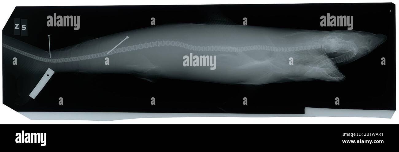 Isodon hi-res stock photography and images - Alamy