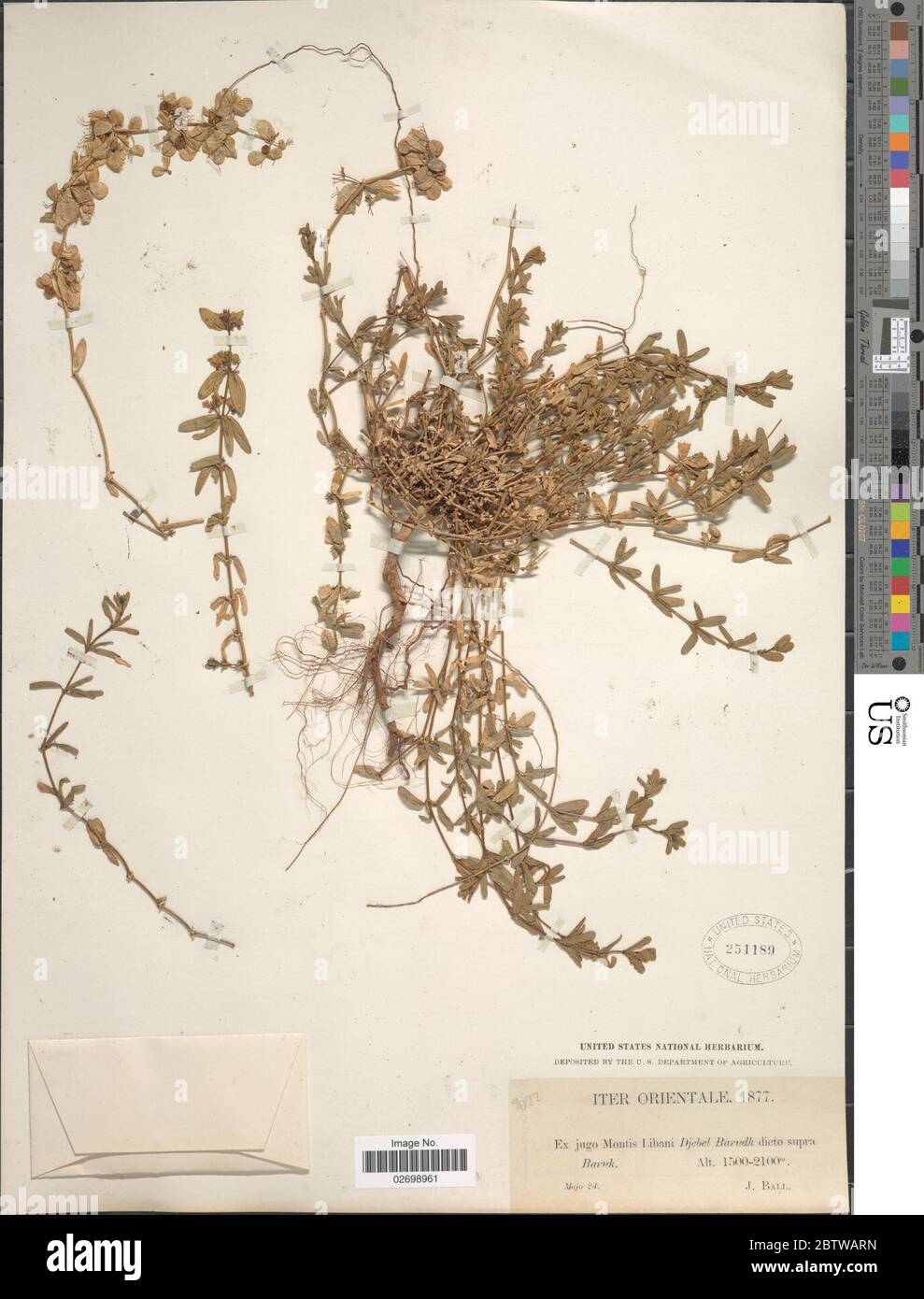 Genus galium hi-res stock photography and images - Alamy
