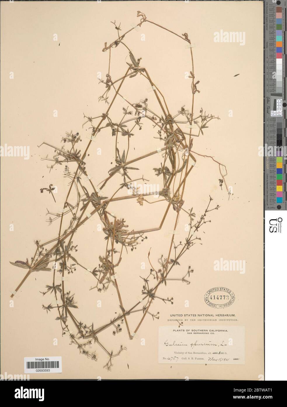 Galium spurium hi-res stock photography and images - Alamy