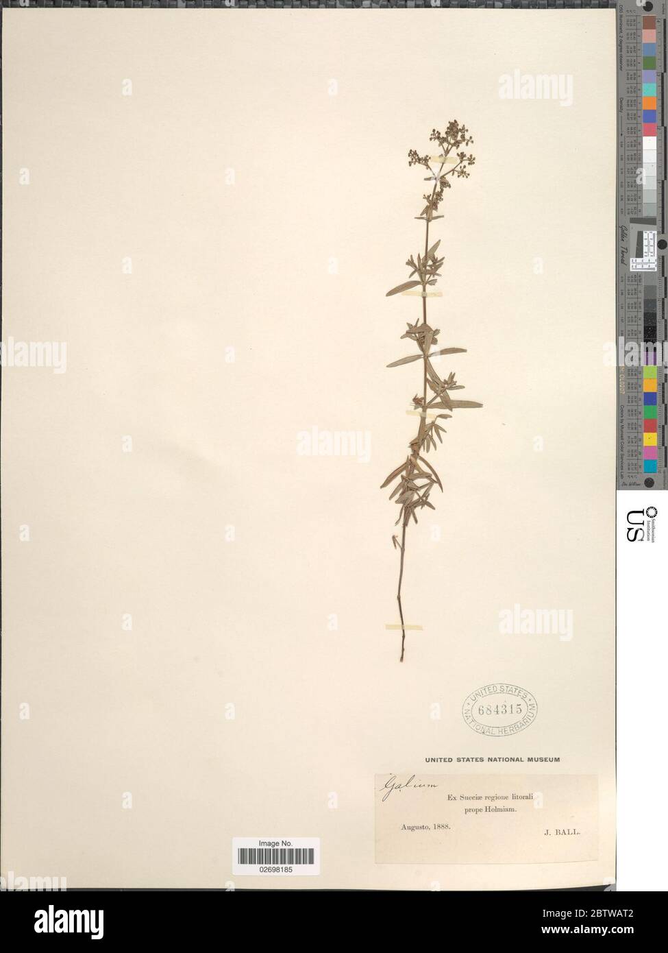 Plants galium hi-res stock photography and images - Alamy