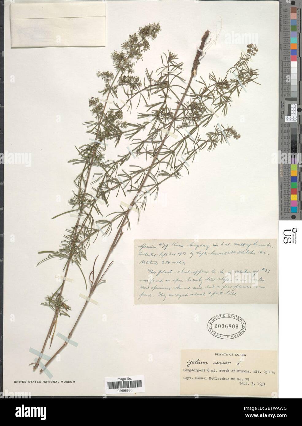 Galium verum l hi-res stock photography and images - Alamy