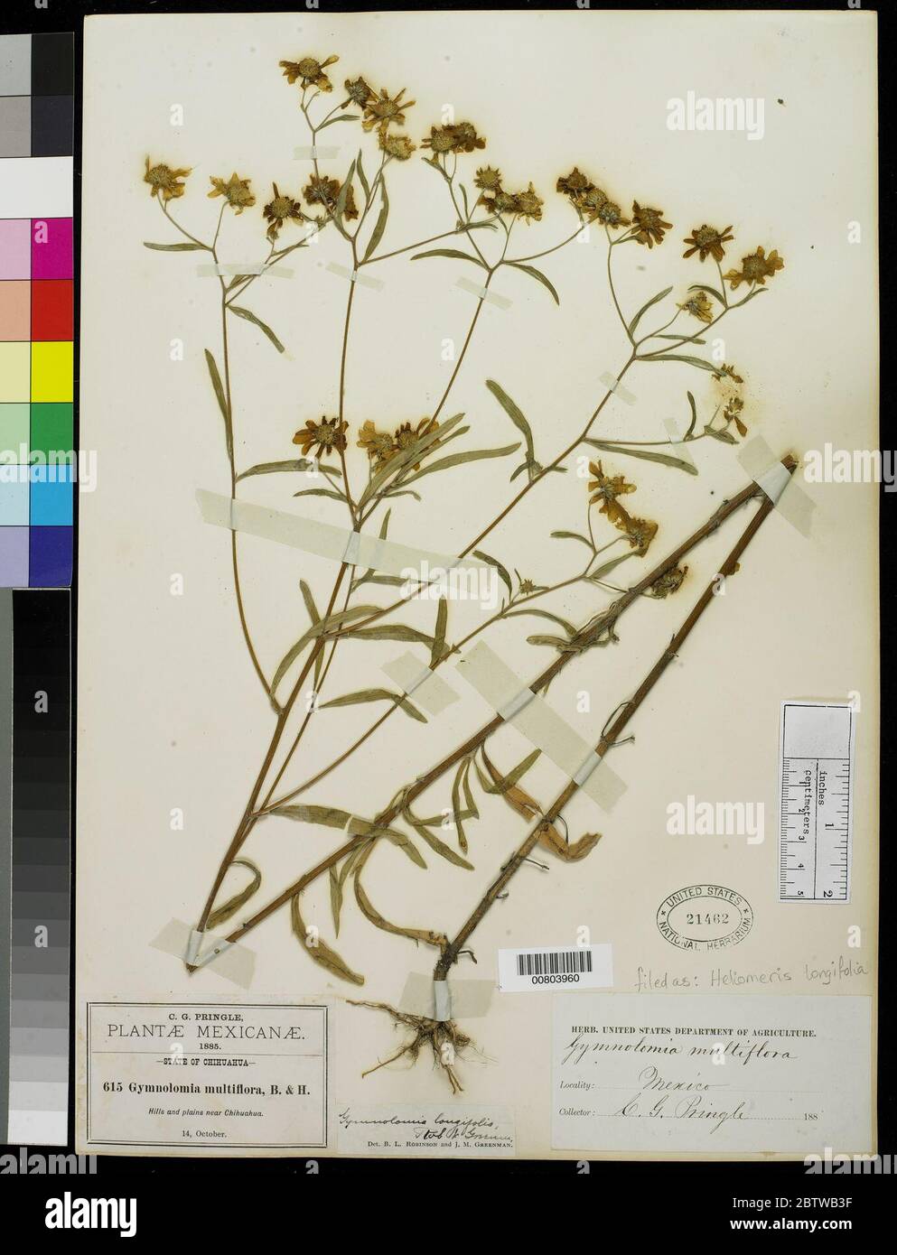 Heliomeris longifolia hi-res stock photography and images - Alamy