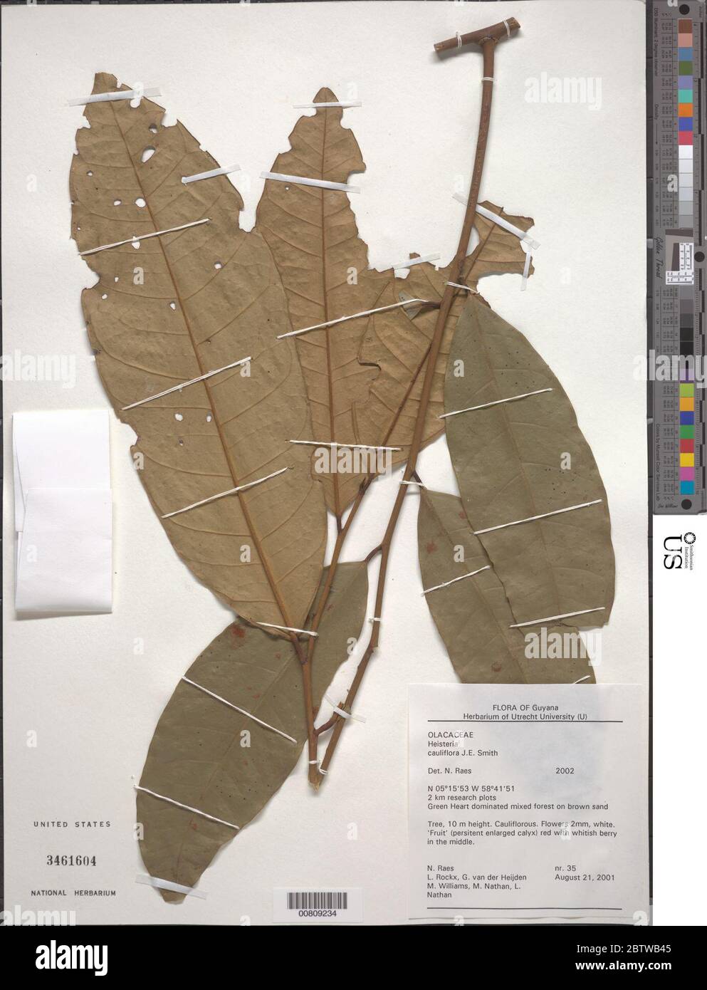 Heisteria cauliflora hi-res stock photography and images - Alamy