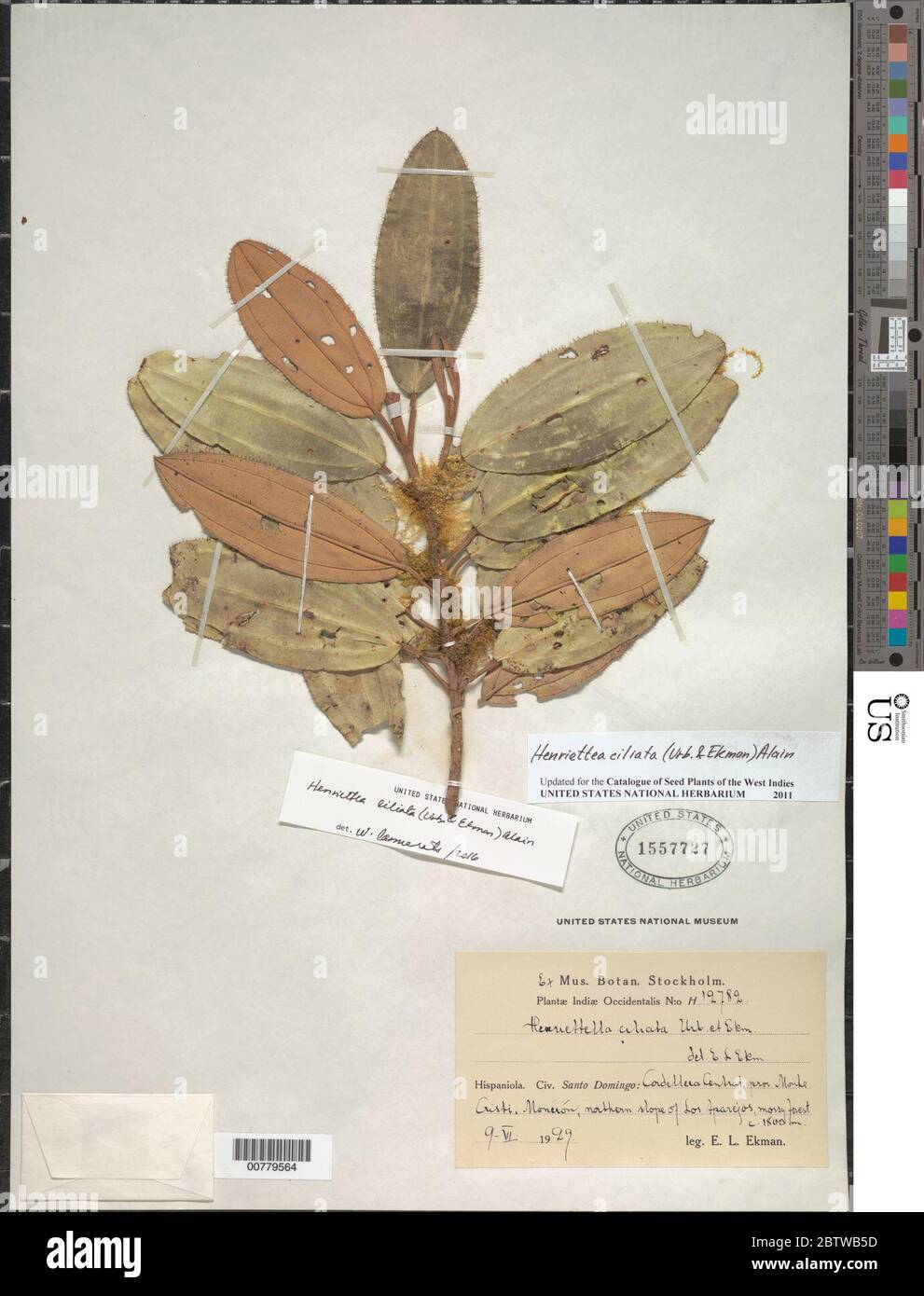 Henriettea ciliata Urb Ekman Alain Stock Photo - Alamy