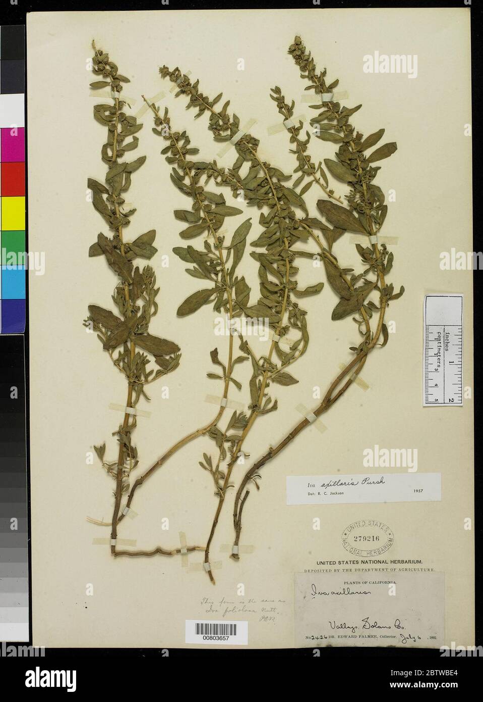 Iva axillaris Pursh Stock Photo - Alamy