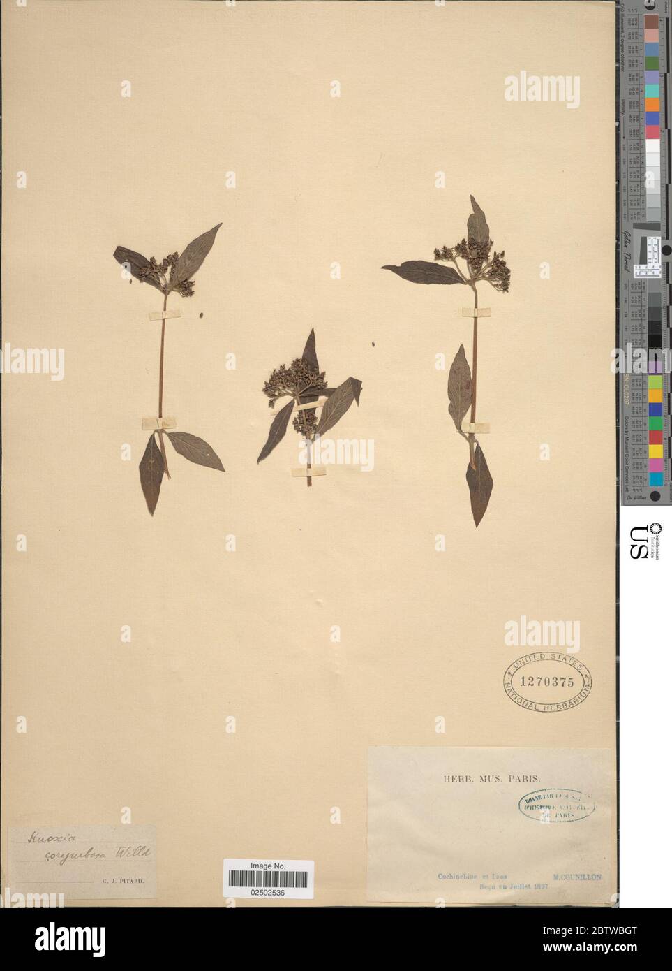 Knoxia corymbosa Willd Stock Photo - Alamy