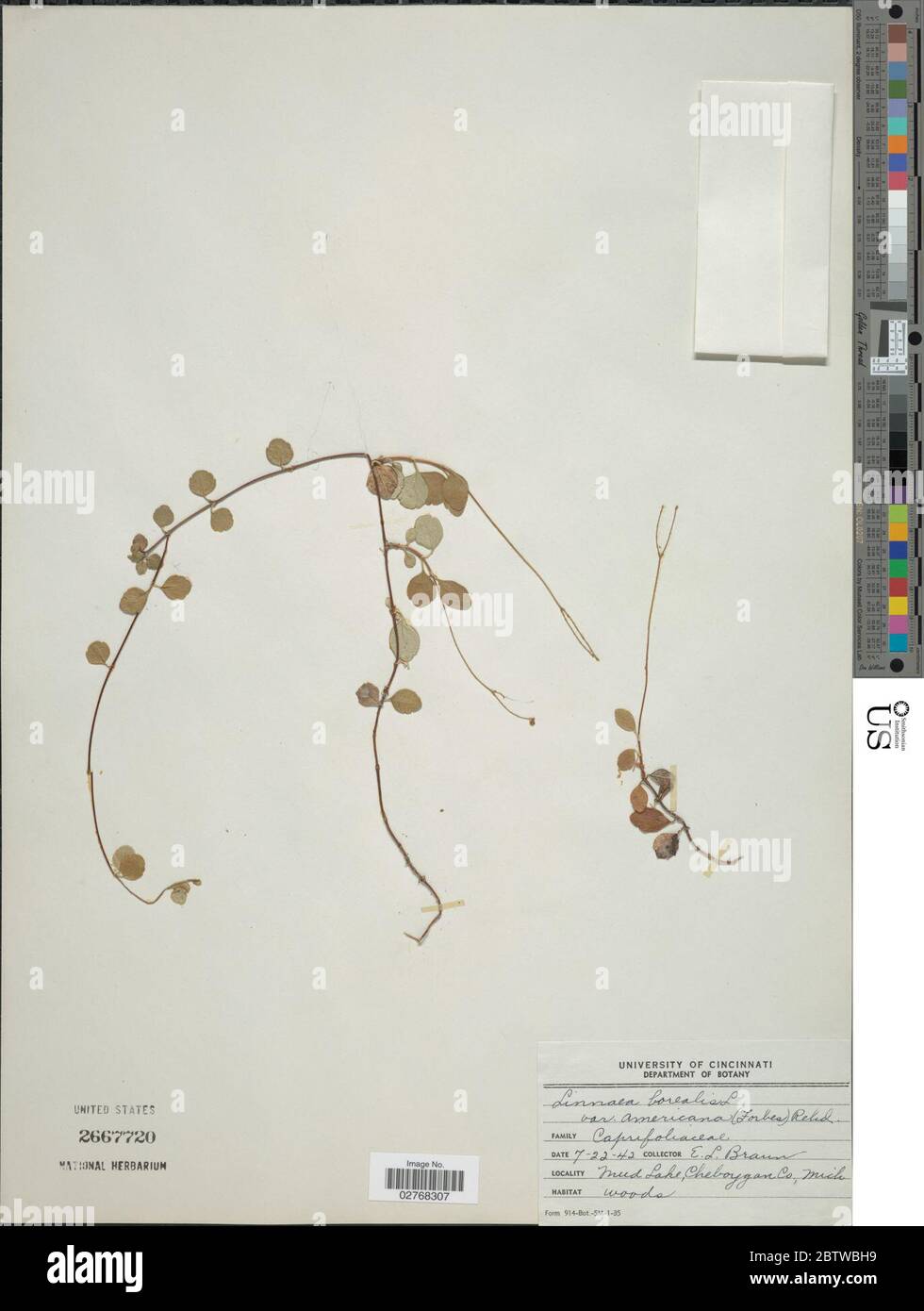 Linnaea borealis l hi-res stock photography and images - Alamy