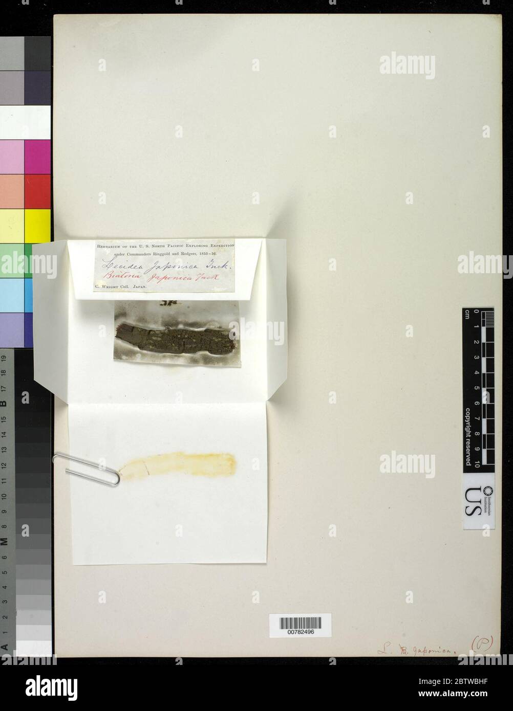 Lecidea hi-res stock photography and images - Alamy