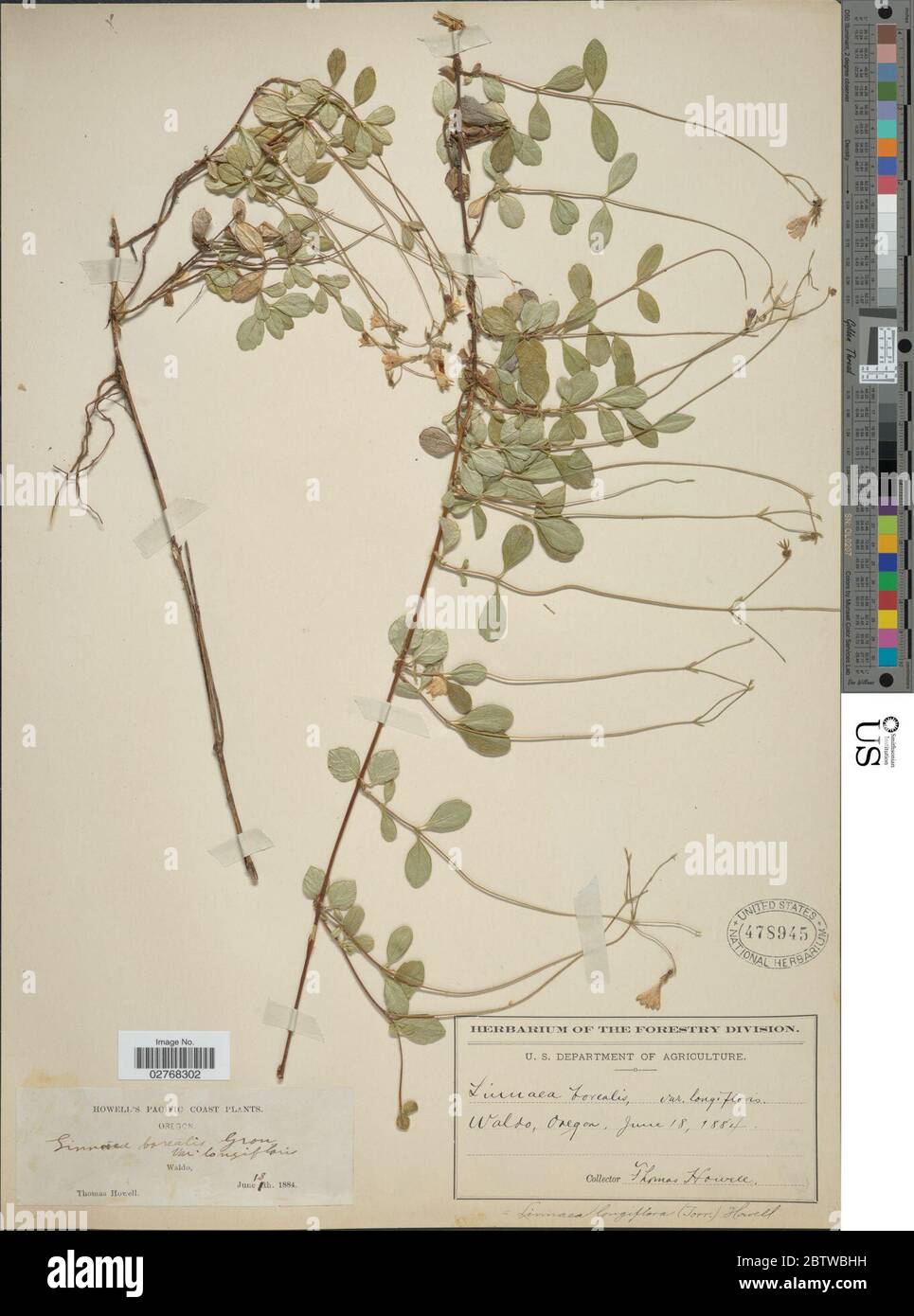 Linnaea borealis l hi-res stock photography and images - Alamy