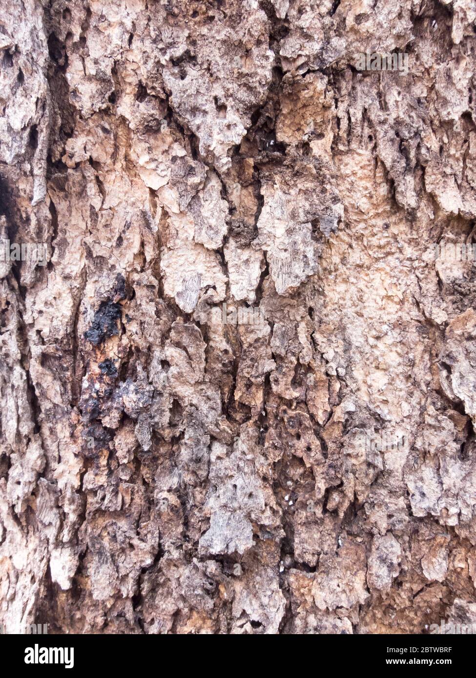 Coarse brown bark, rough surface Stock Photo - Alamy