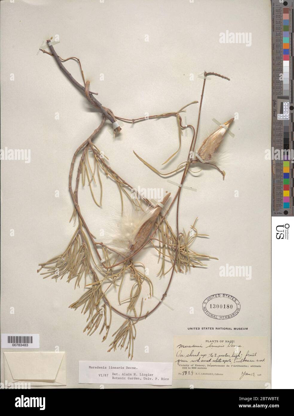 Marsdenia hi-res stock photography and images - Alamy