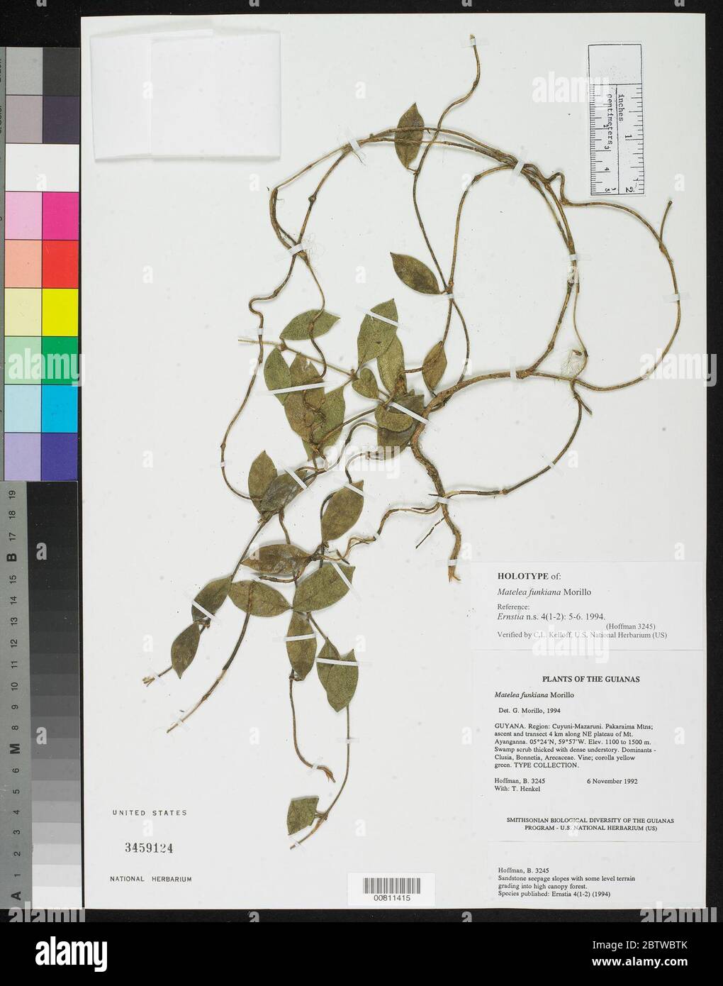 Matelea hi-res stock photography and images - Alamy