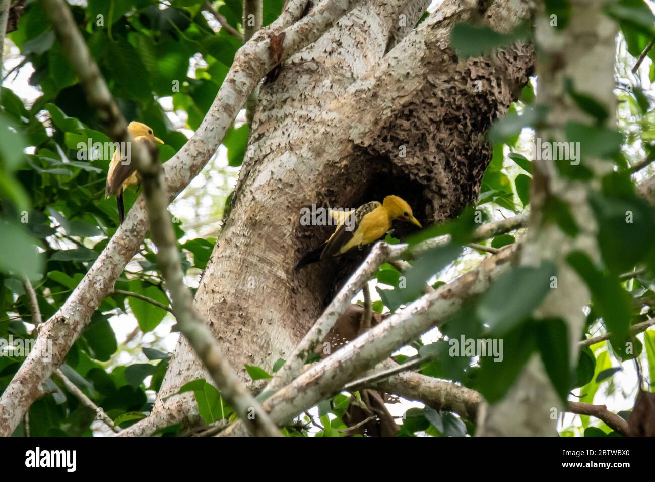 Cream-colored woodpecker (Celeus flavus peruvianus) in the Peruvian ...