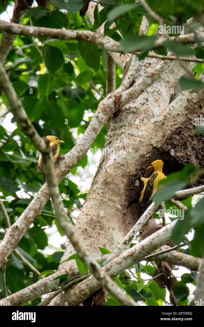 Cream-colored woodpecker (Celeus flavus peruvianus) in the Peruvian ...