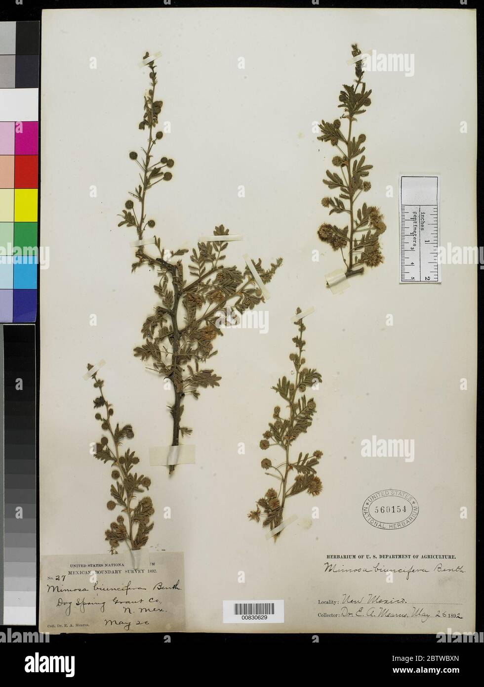 Mimosa biuncifera hi-res stock photography and images - Alamy