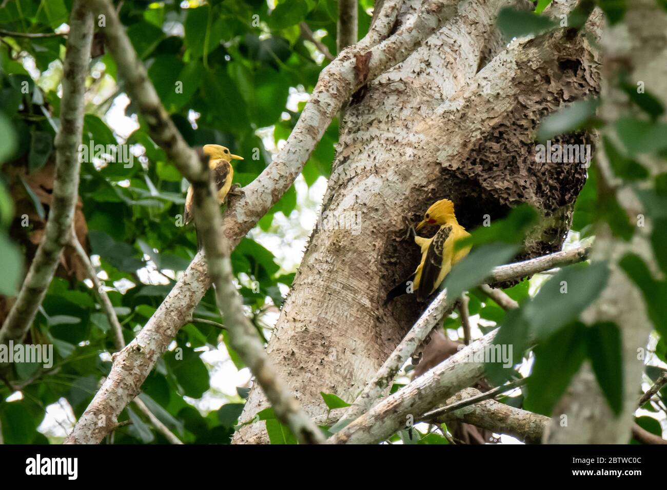 Cream-colored woodpecker (Celeus flavus peruvianus) in the Peruvian ...