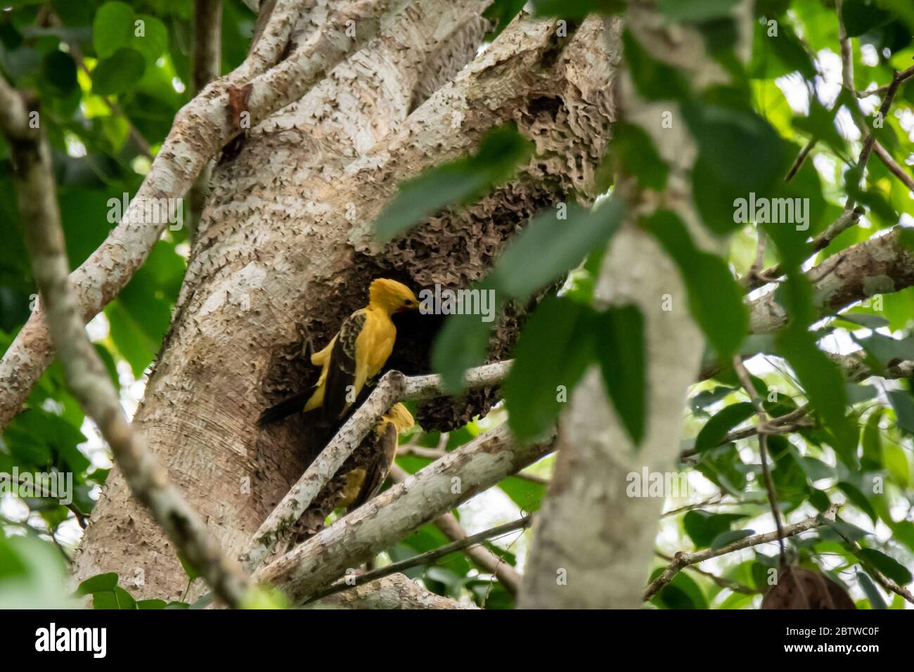Cream-colored woodpecker (Celeus flavus peruvianus) in the Peruvian ...