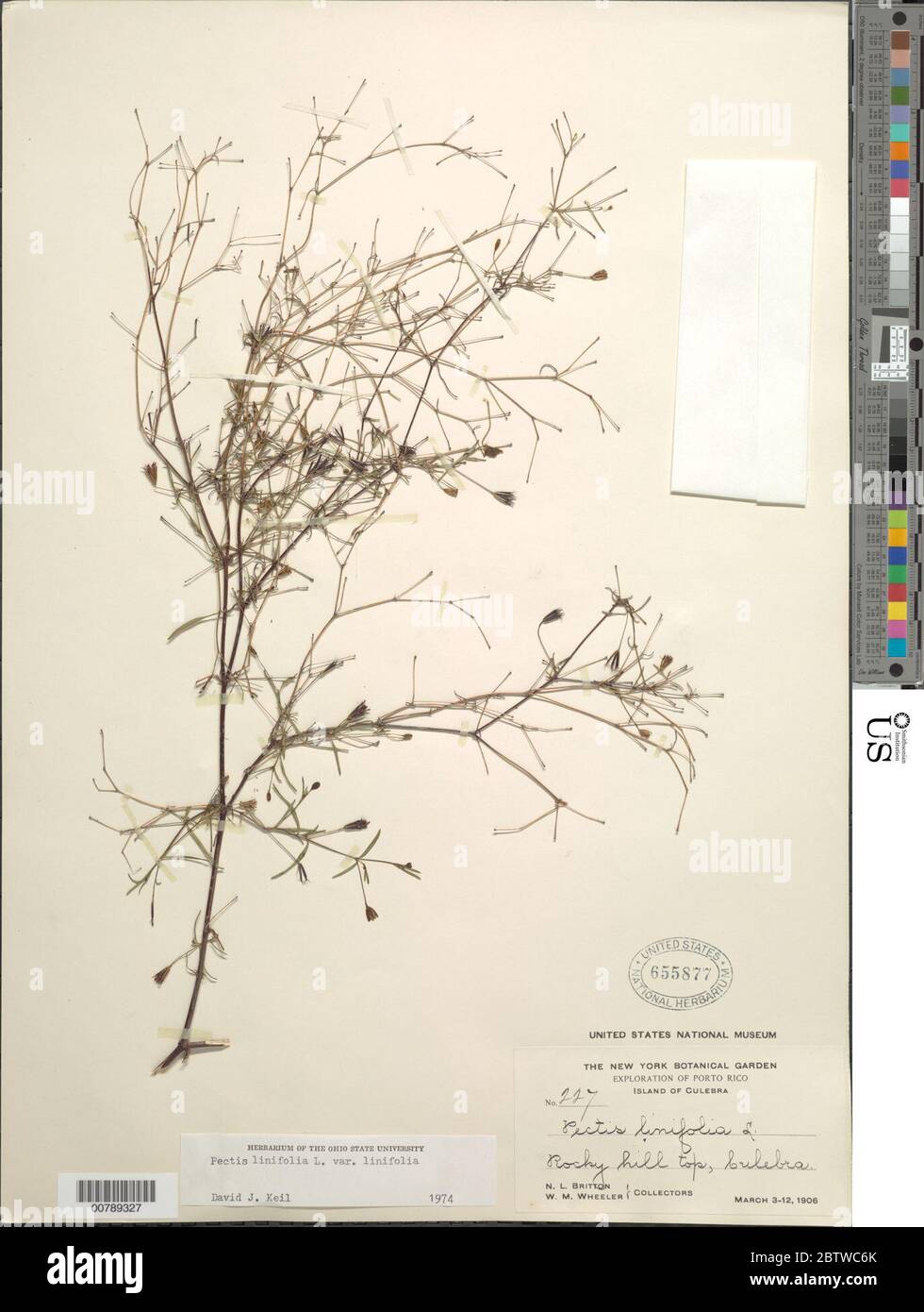 Pectis linifolia L Stock Photo - Alamy