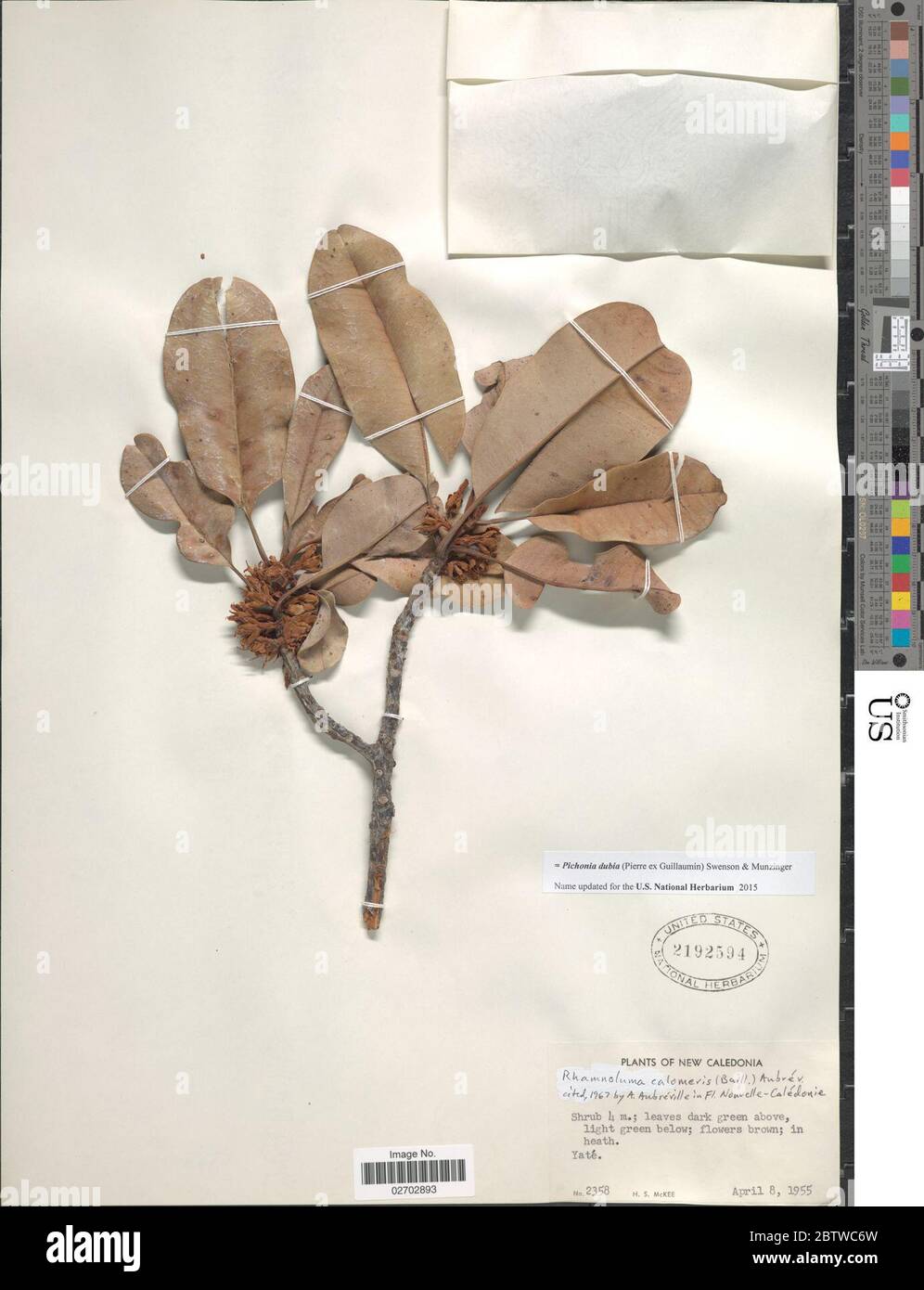 Pichonia dubia Pierre ex Guillaumin Swenson Munzinger Stock Photo - Alamy