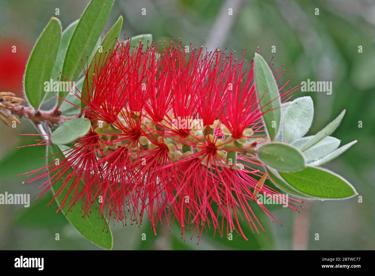 Brush flower hi-res stock photography and images - Alamy