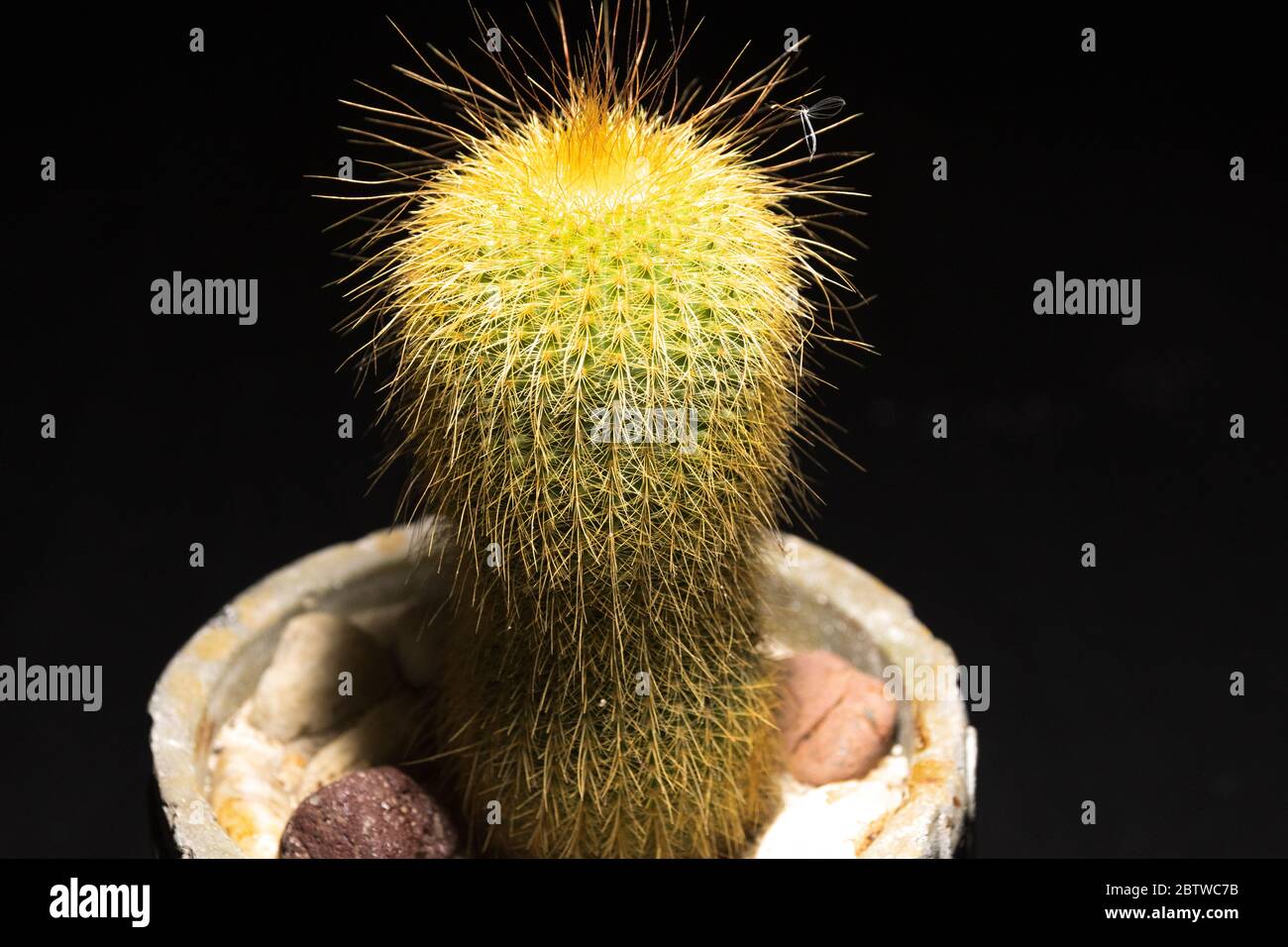 prickly pears and succulents in small decorative pots next to round ...