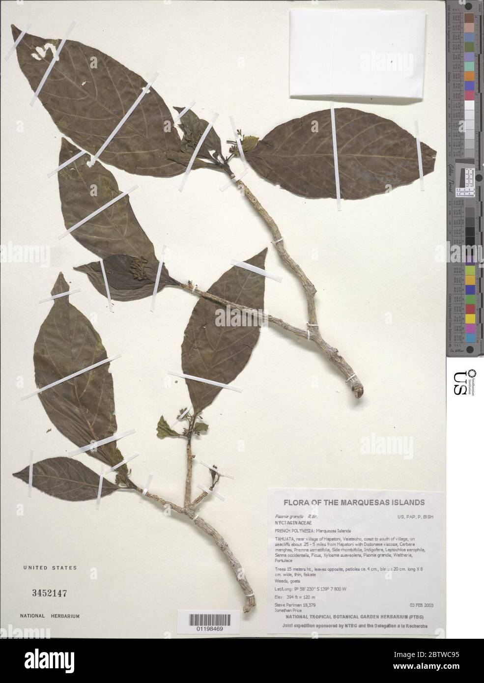 Pisonia tree hi-res stock photography and images - Alamy