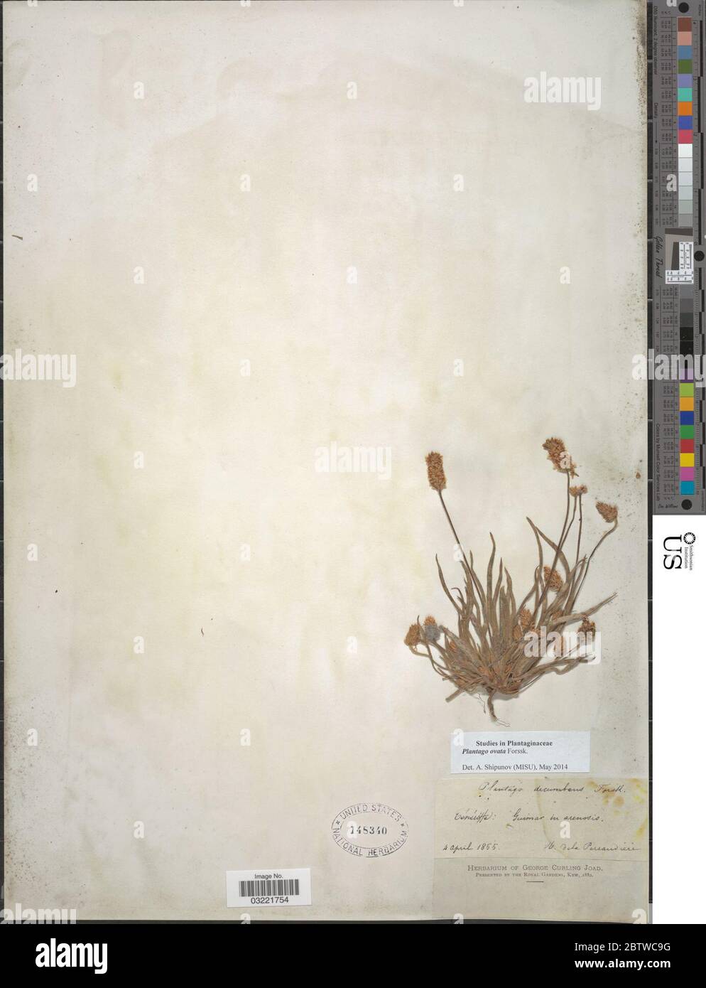 Plantago ovata Forssk Stock Photo - Alamy