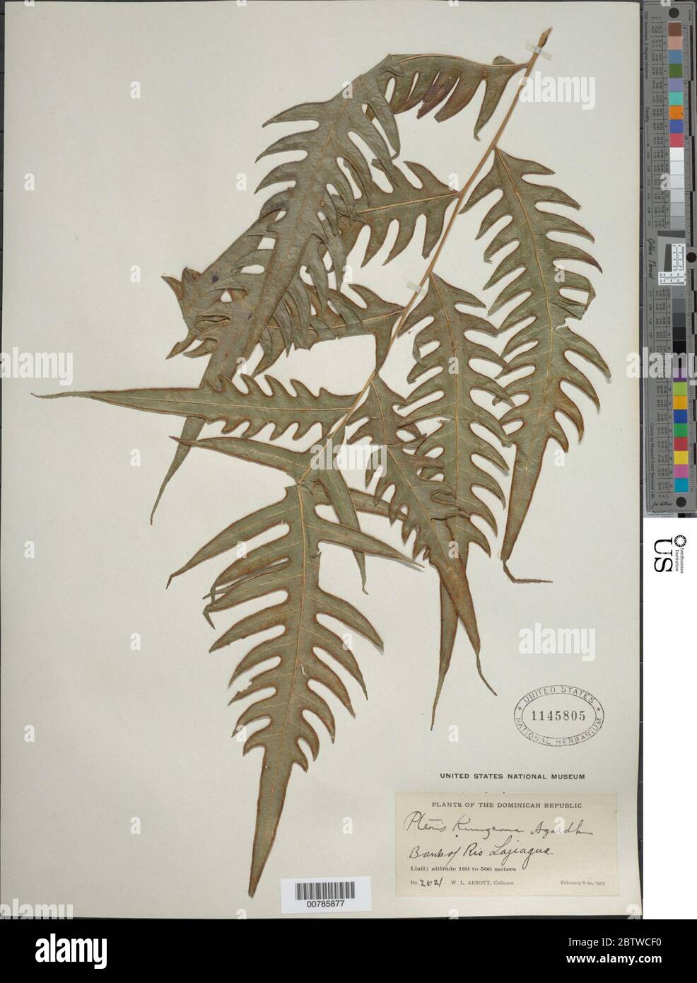 Pteris altissima hi-res stock photography and images - Alamy