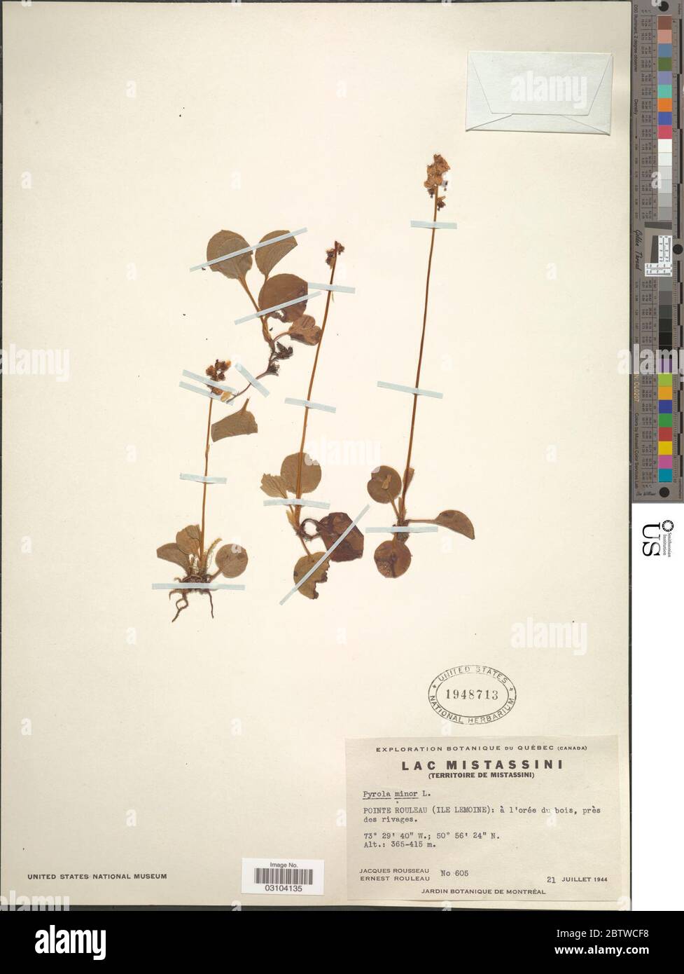 Pyrola minor L Stock Photo - Alamy