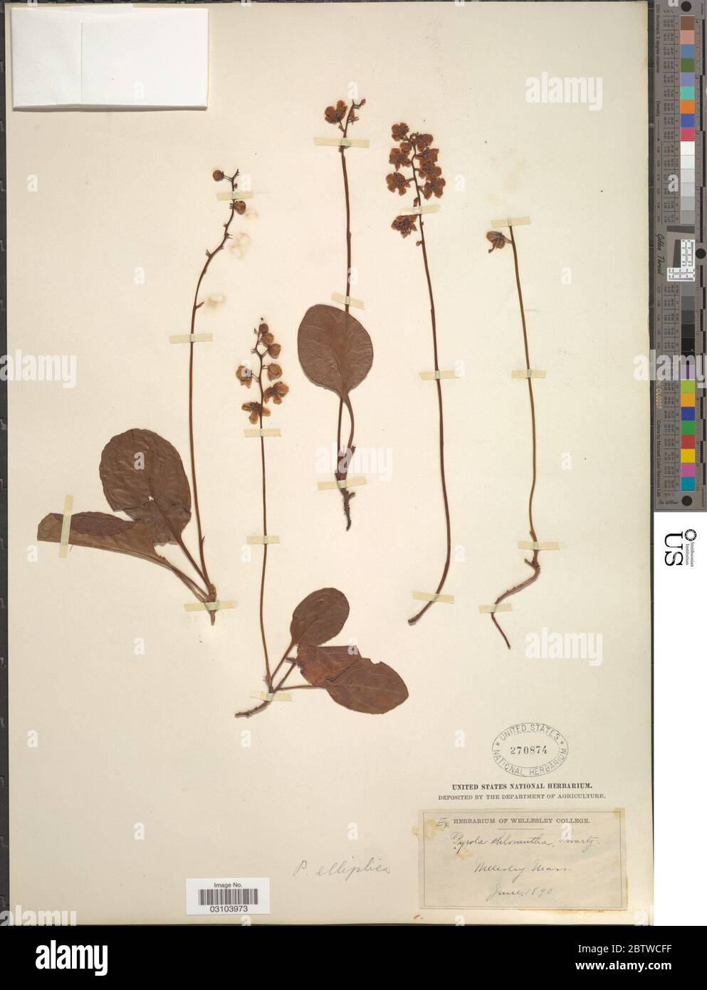 Pyrola elliptica hi-res stock photography and images - Alamy