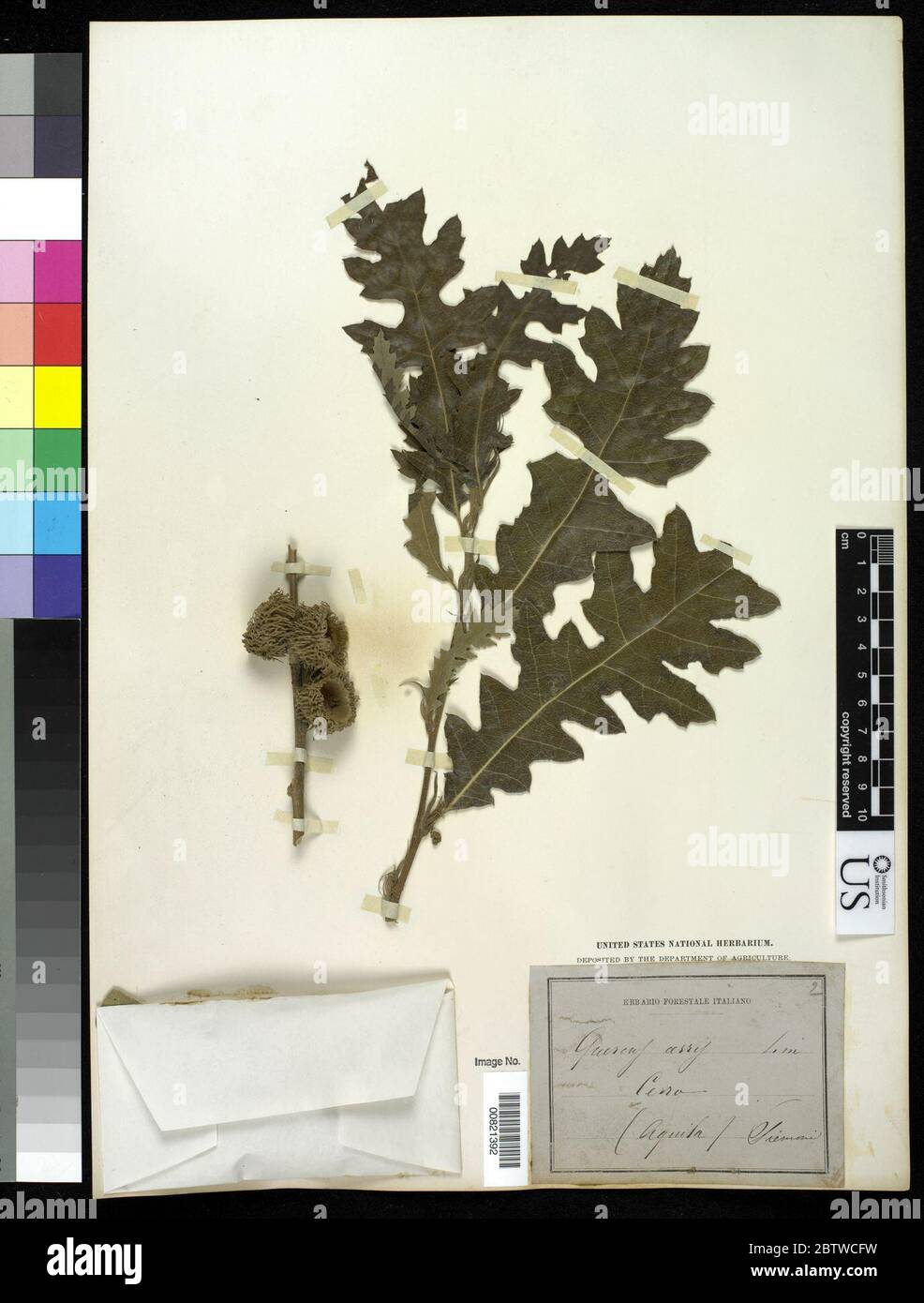 Quercus cerris L Stock Photo - Alamy