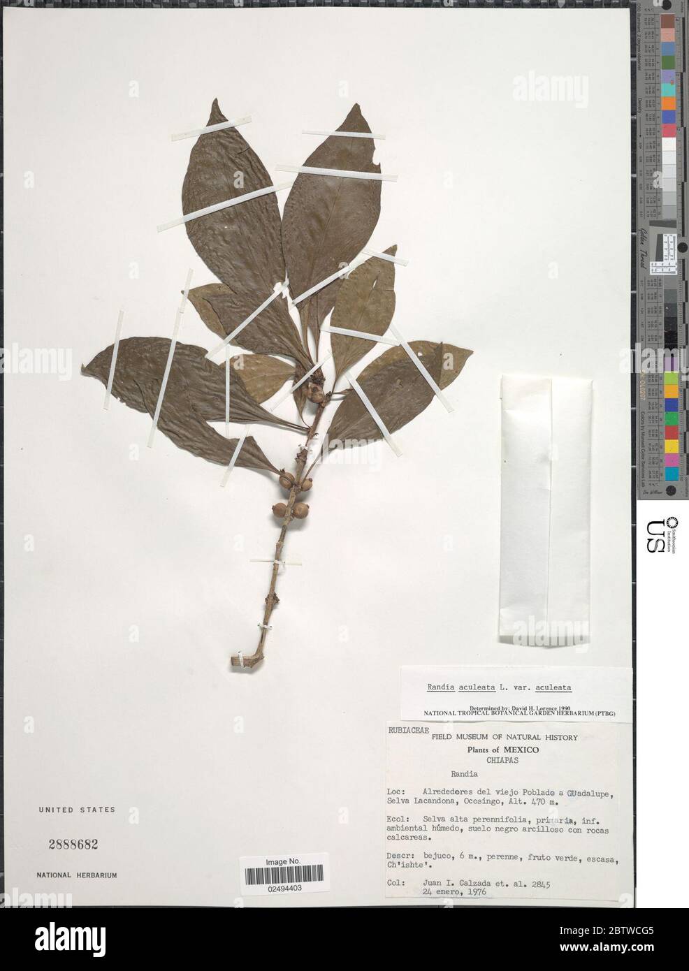 Randia aculeata hi-res stock photography and images - Alamy